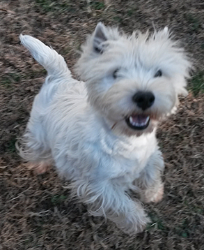 Westie