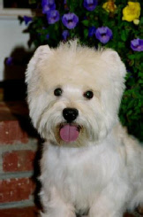 Westie